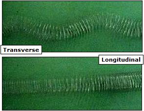 The Difference Between Transverse & Longitudinal Waves - Saint Mary's ...